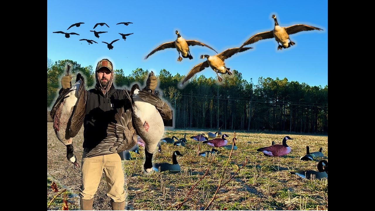 NC Goose Hunt in Bean Field | February NC Goose Hunting - YouTube