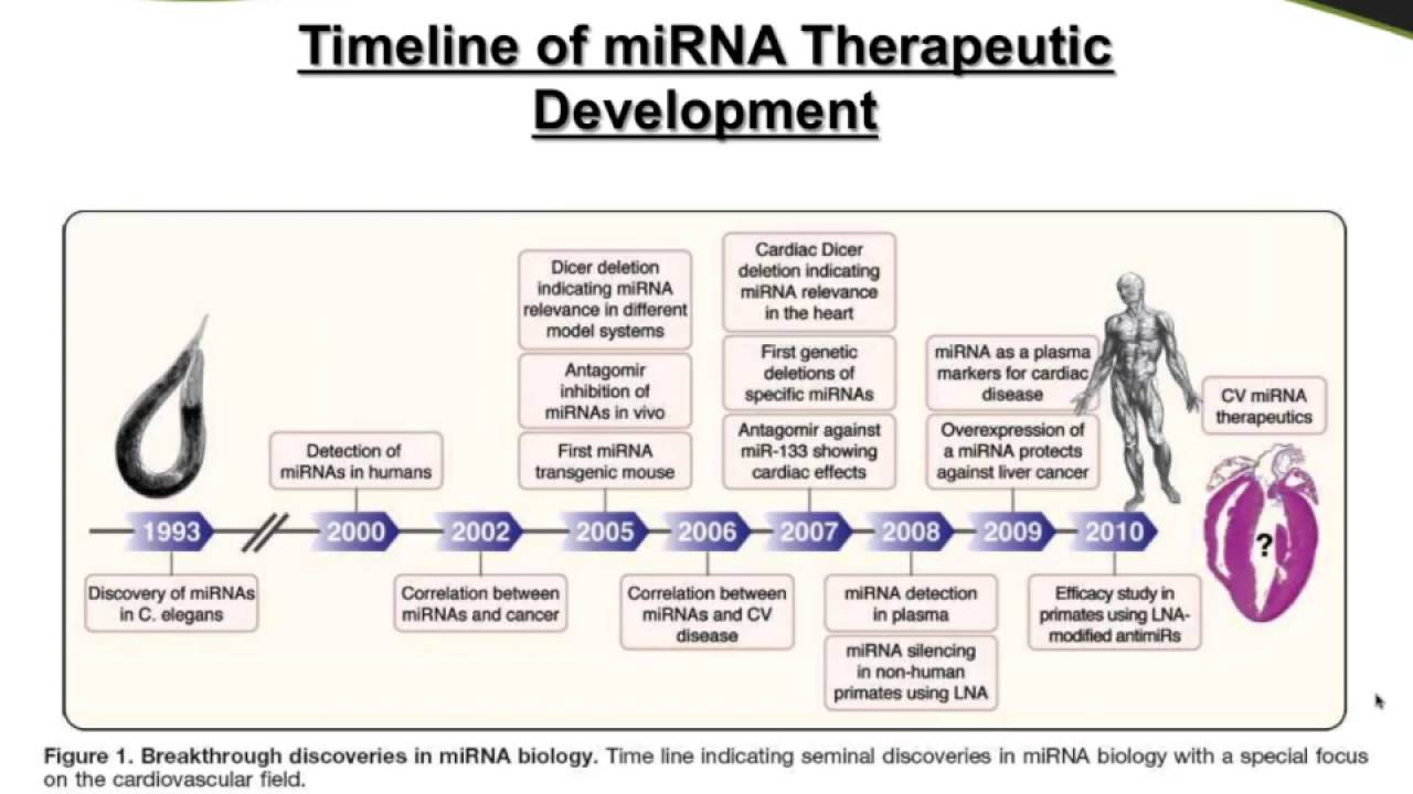 Timeline for miRNA Therapeutic Development - YouTube