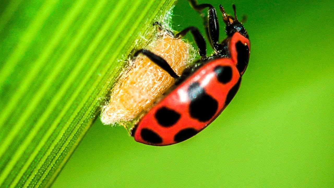 Catarinas zombies: Dinocampus coccinellae 🐞 - YouTube