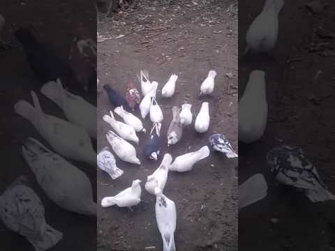 Kazim goranboylu  qusdari satilir 0708971202