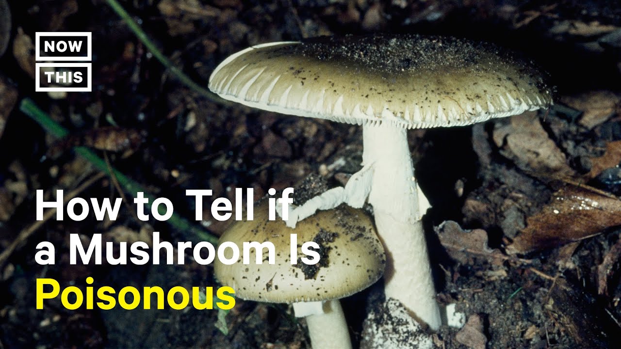 Death Cap Mushrooms Kill 3 People In Australia YouTube