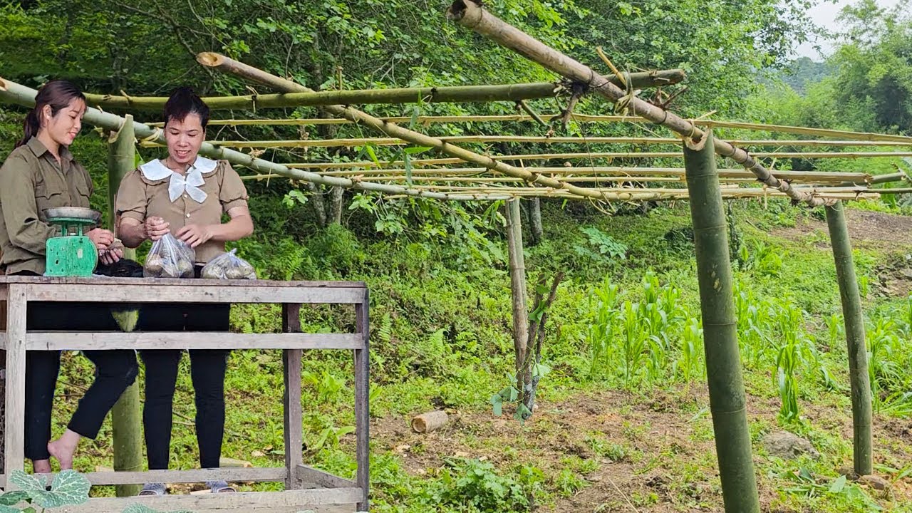 Survival Skills: Harvesting Pears, Bamboo Trellis, and Gardening ...