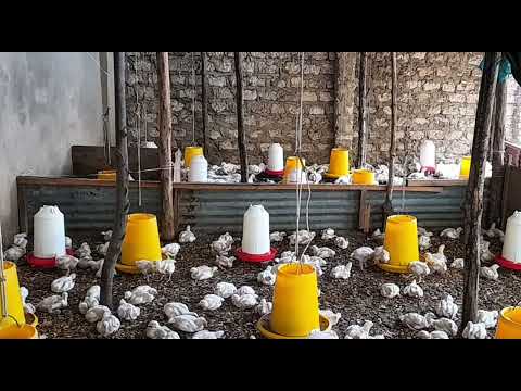 Quarantine - how to isolate chickens with growth or challenges with ...