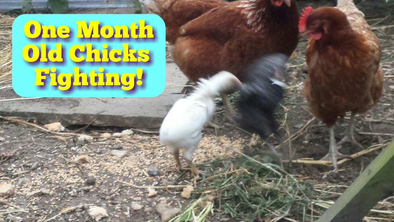 One Month Old Chicks Fighting! - YouTube