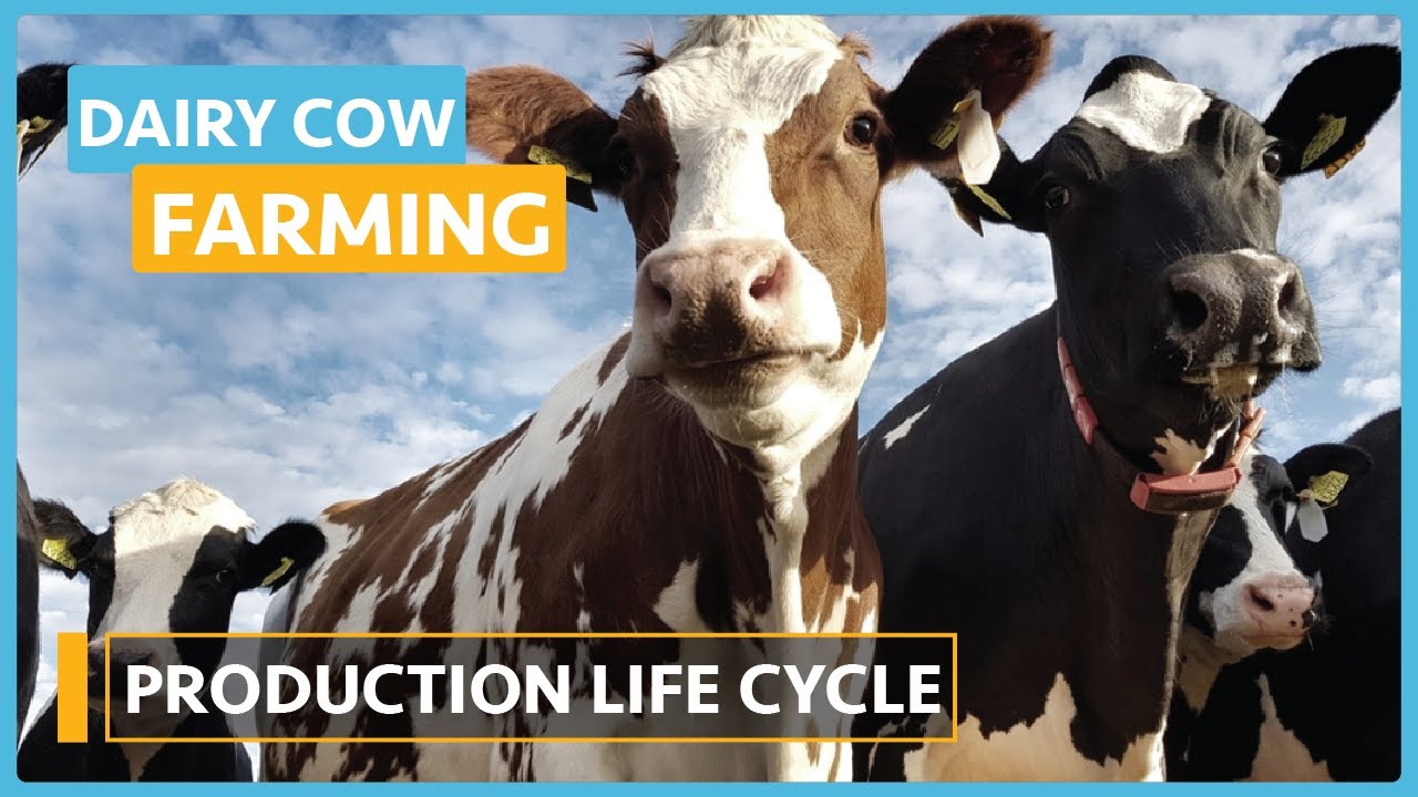 Dairy Cow Farming Lesson 17 Production Life Cycle Youtube
