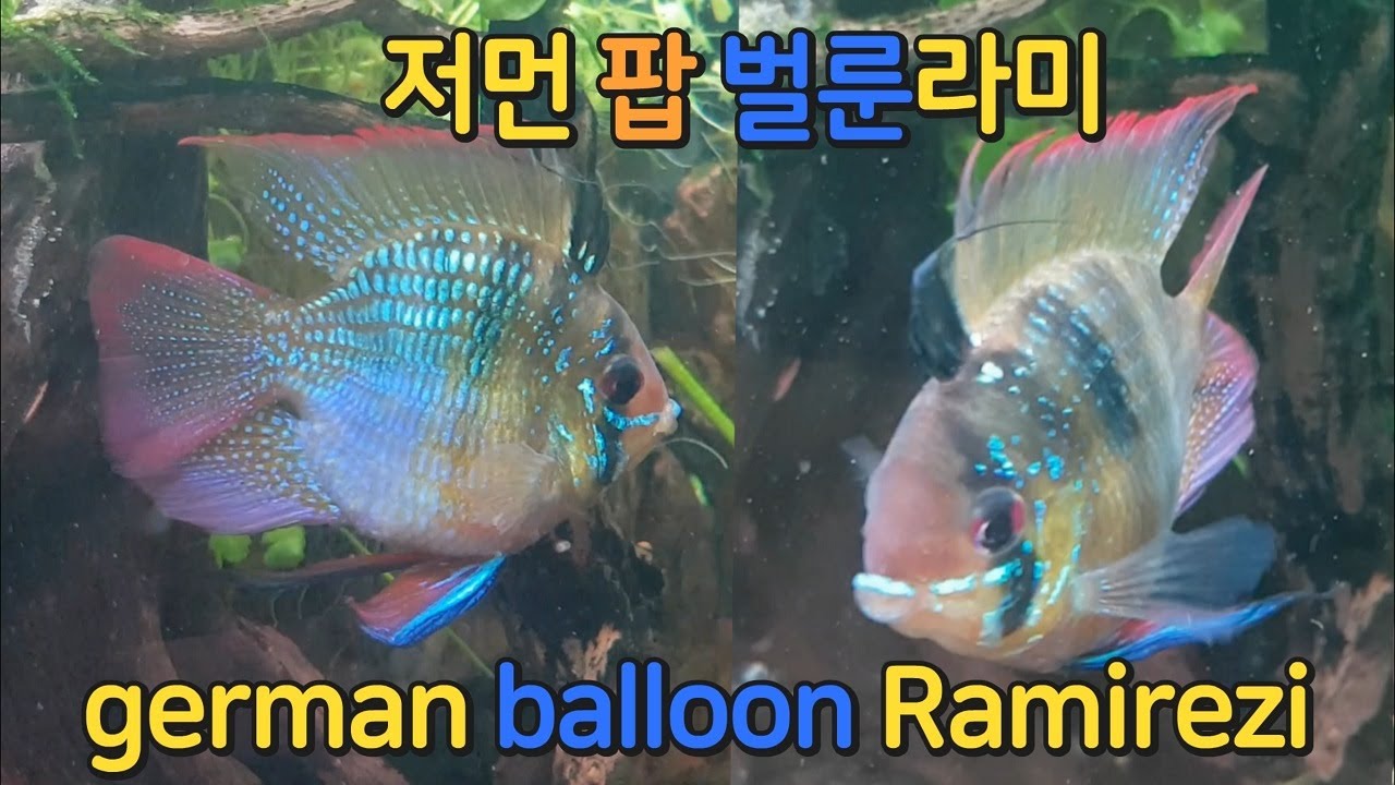 저먼팝벌룬라미#german blue ram#blue balloon ram - YouTube
