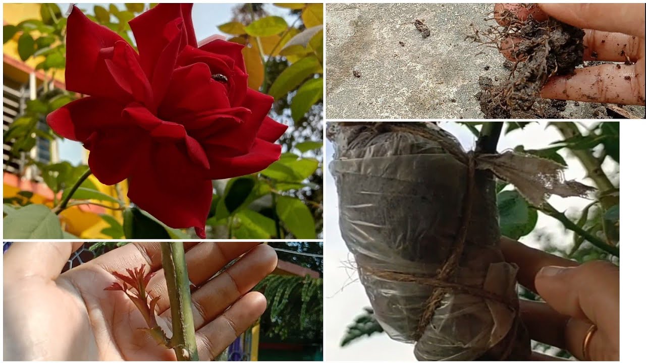 How to propagate rose plant ||Air layering 🌹🌹||গোলাপ গাছের চারা তৈরী ...
