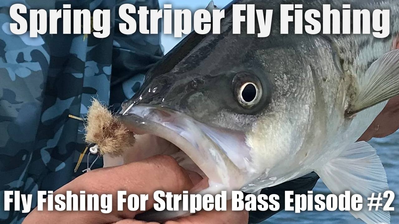 An In-depth Guide About Spring Striper Fly Fishing. Fly Fishing For ...