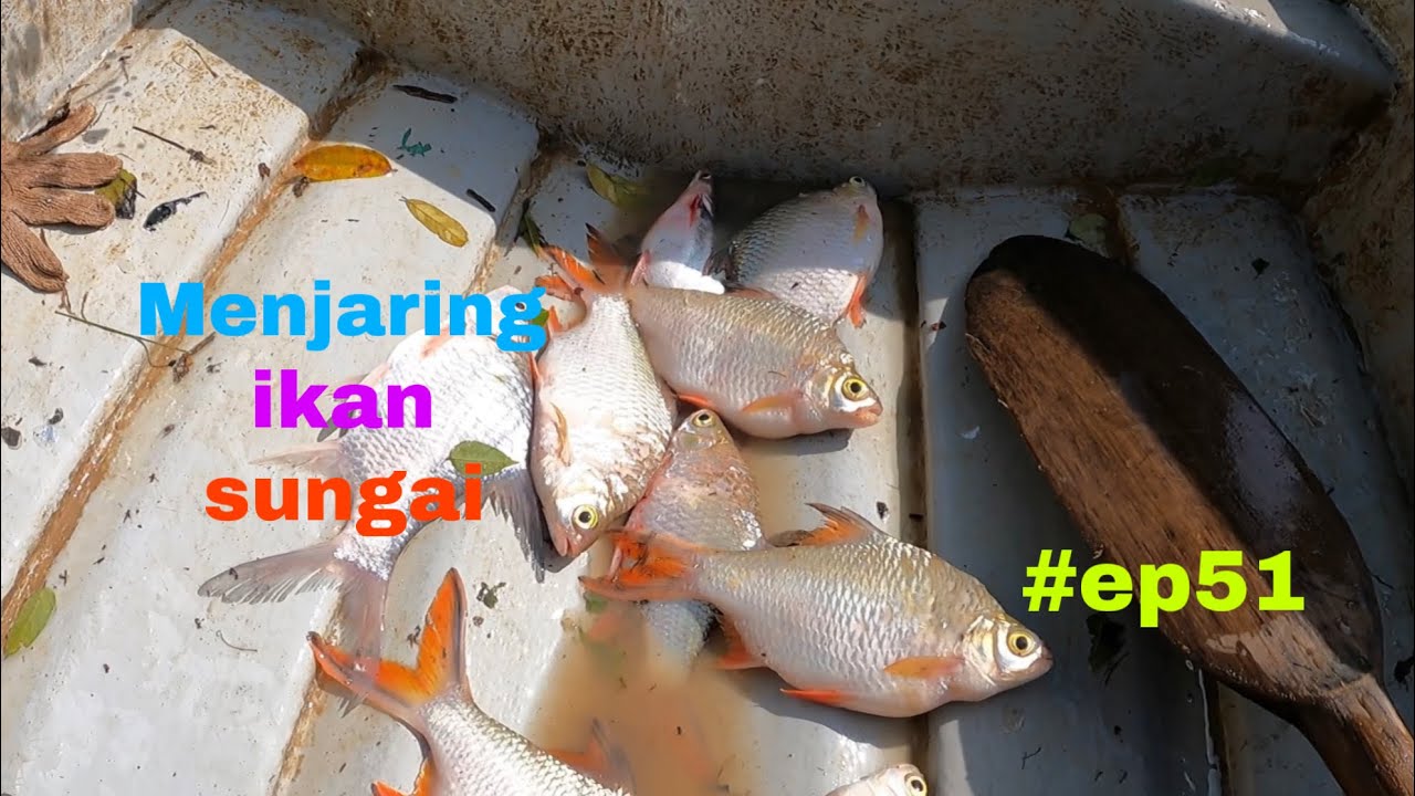Menjaring ikan sungai #ep51. jackpot lampam ekor merah. - YouTube