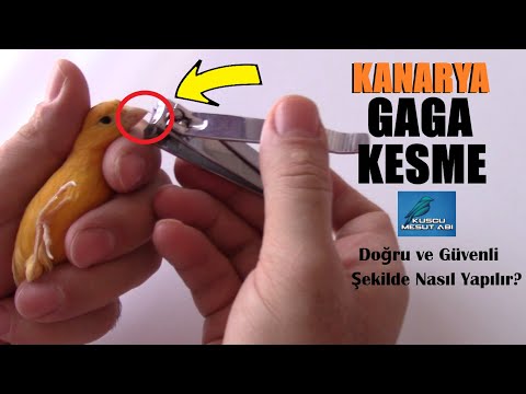 Kanarya | GAGA KESİMİ Nasıl Yapılır ?