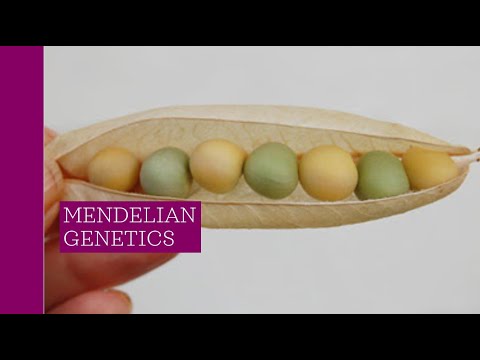 AP Biology 5ii Mendelian Genetics Lecture - YouTube