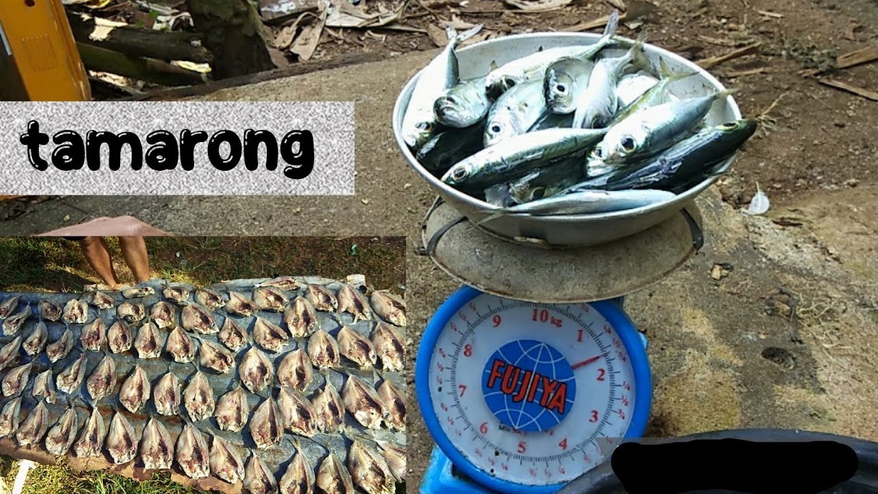 PAGKIKILO AT PAGBIBILAD NG ISDANG TAMARONG. - YouTube