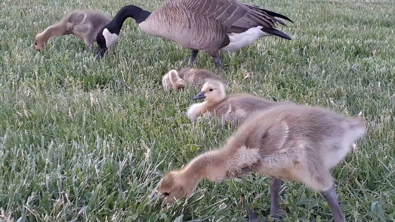 Crowd of Canada Geese and Goslings Relaxing and Chilling Out - YouTube