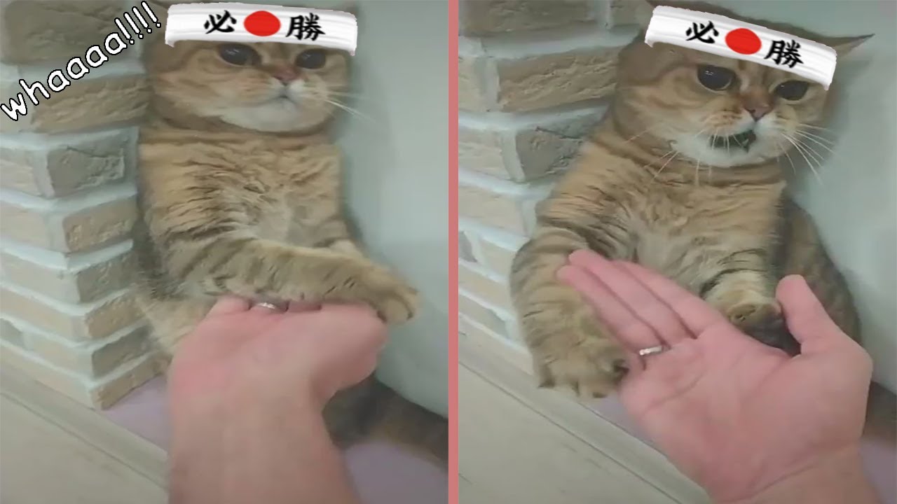 Stalin Cat Meme