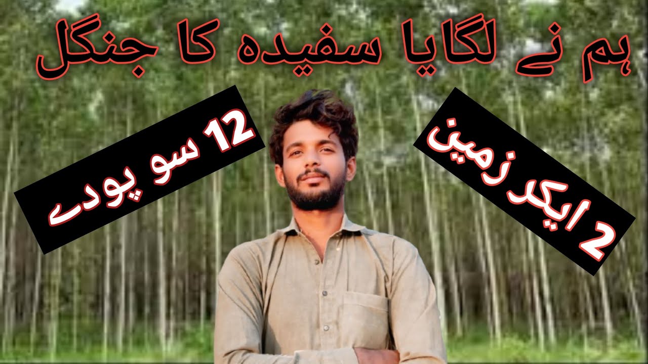 Safida ka jangal in Pakistan | safida lgany ka tariqa - YouTube