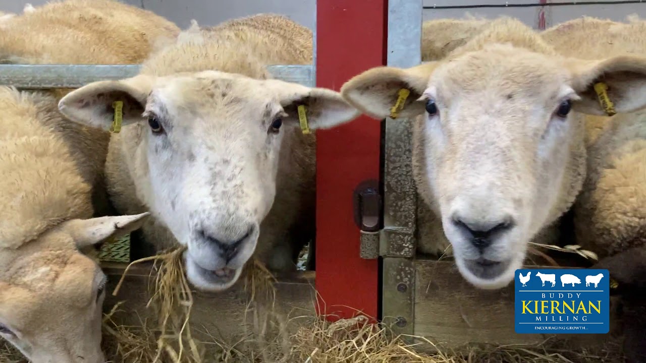 Nutritional tips feeding Ewe's pre lambing - YouTube