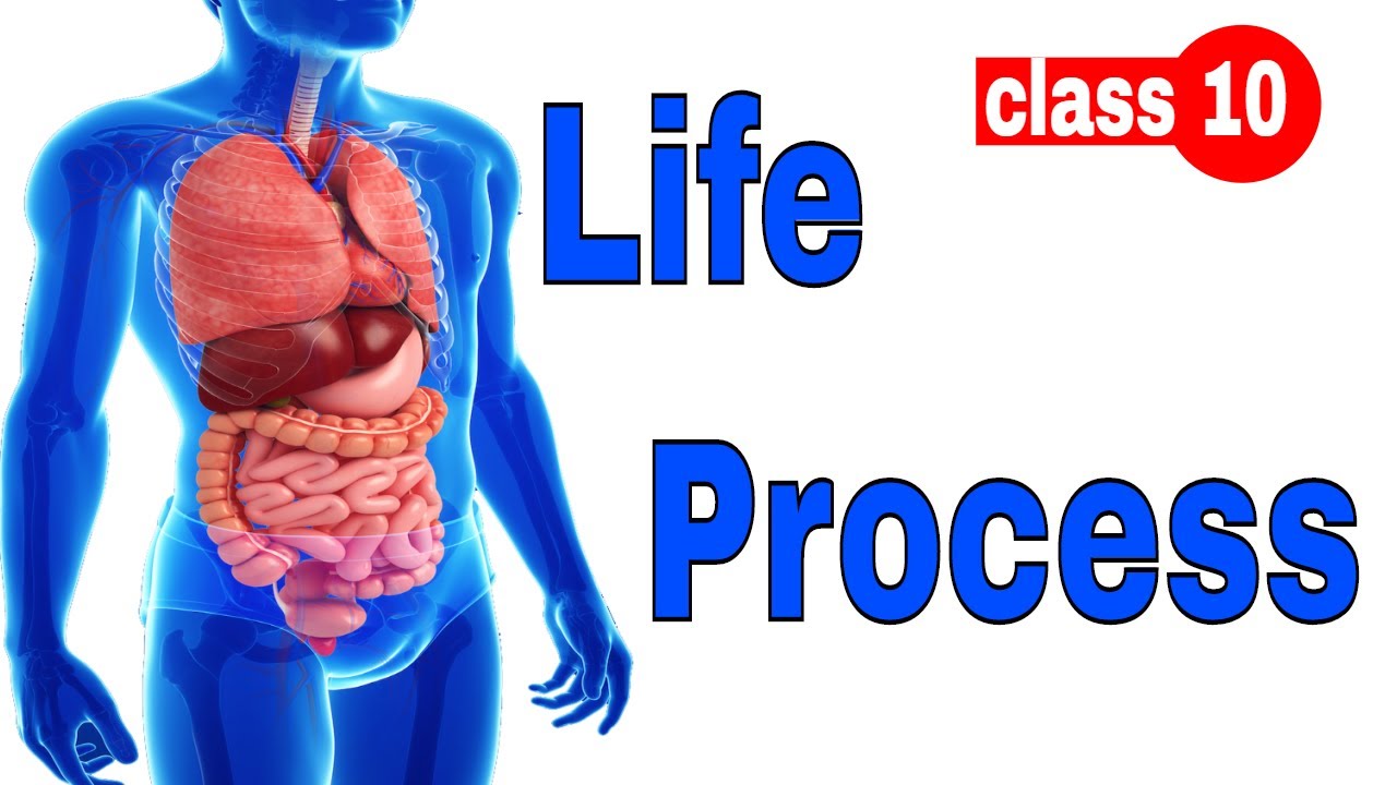 class x 10 Science biology-life Process CBSE NCERT full chapter - YouTube