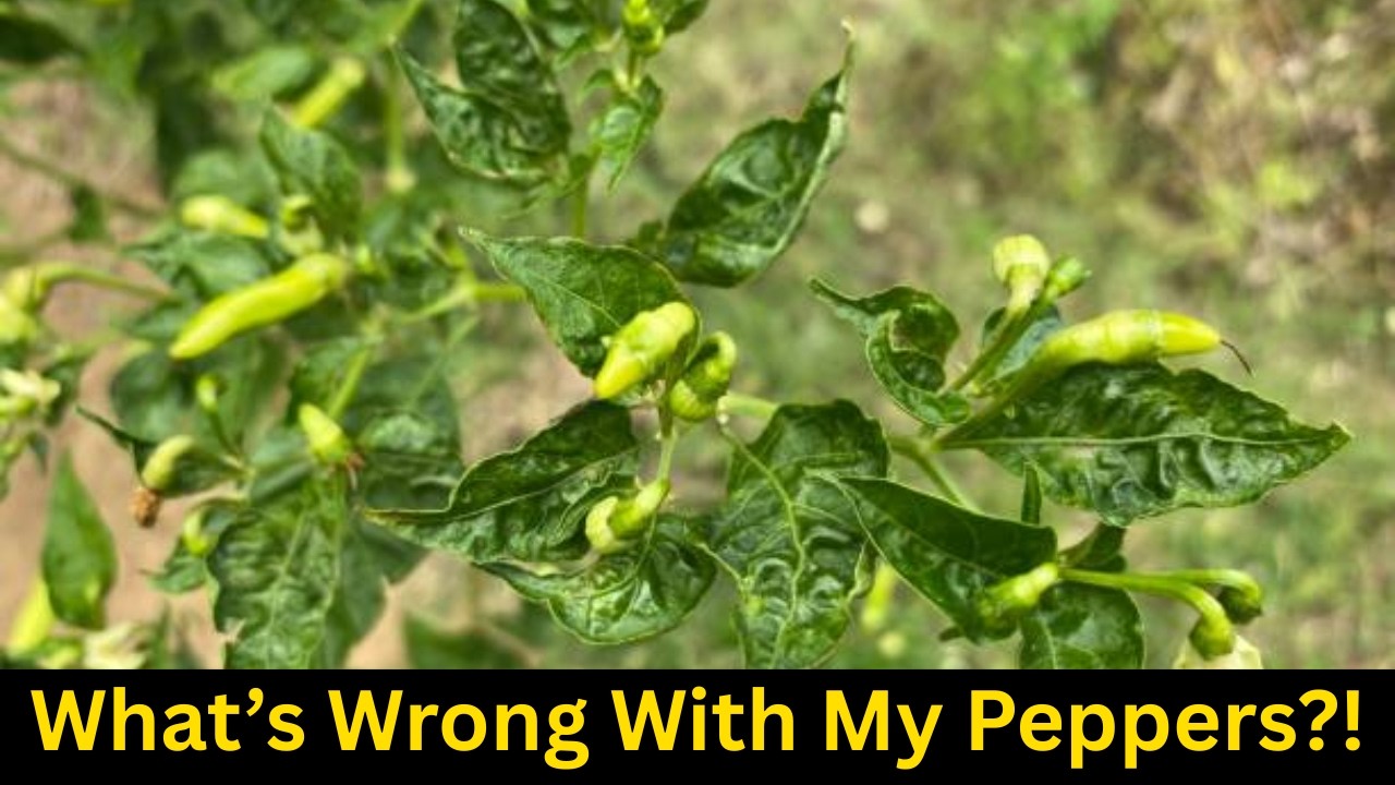 Leaf Curling in Peppers & Tomato Plants - How to Identify, Prevent ...
