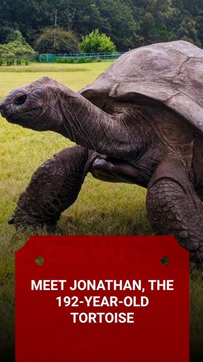 Meet Jonathan, The 192 year old tortoise . #tortoise #animals # ...