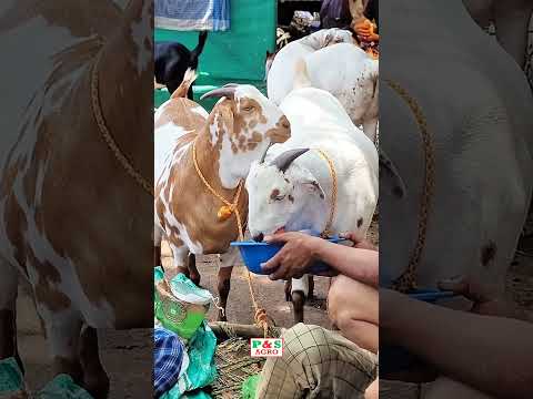 Bakro ki mandi 2025 #bakraeid #bakraeid2025 #bakraeidspecial #bakra #goats #trending #biggoats