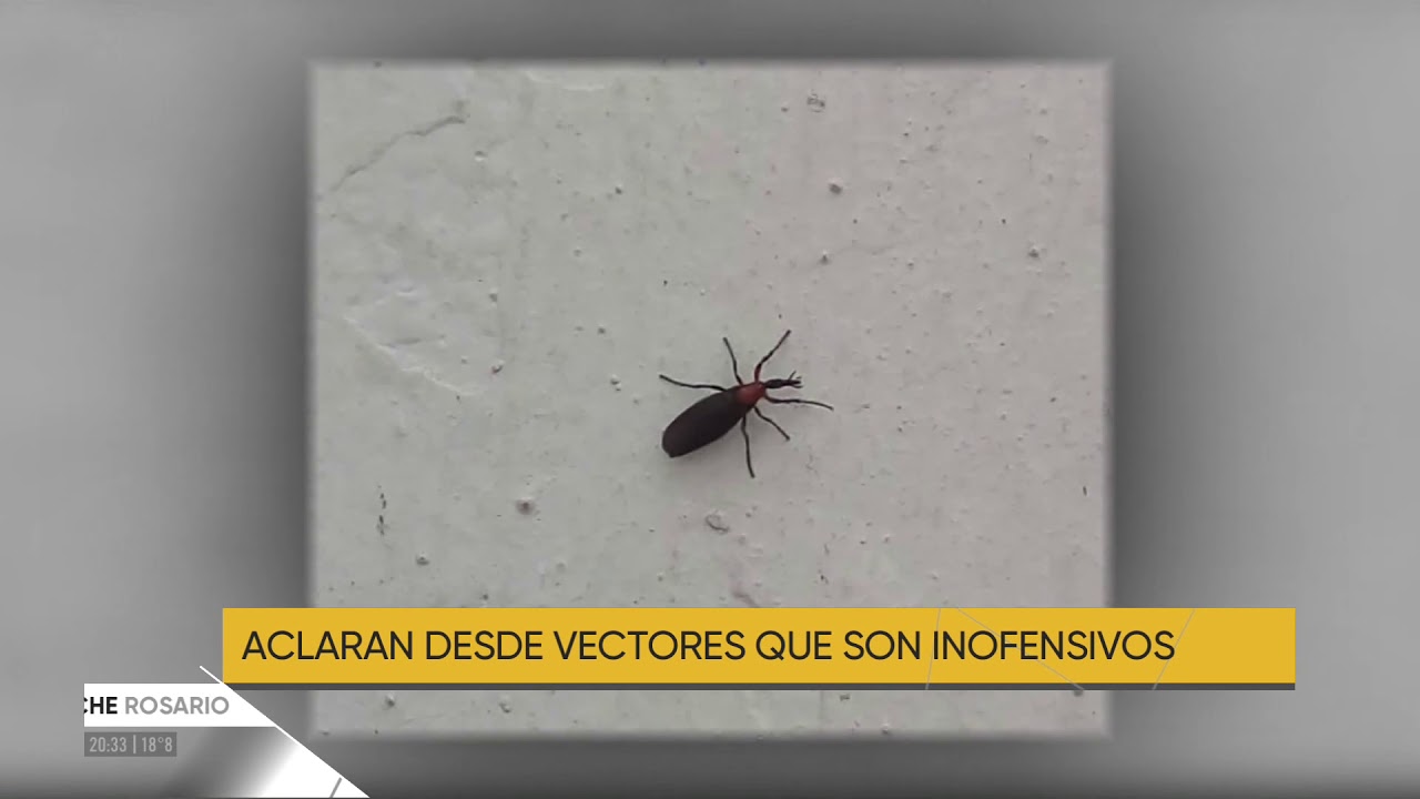 Invasión de bichos negros en Rosario - YouTube