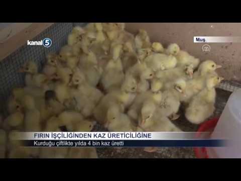 FIRIN İŞÇİLİĞİNDEN KAZ ÜRETİCİLİĞİNE