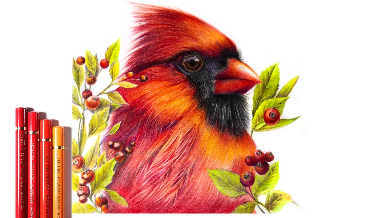 Cardinal Color Pencil Drawings