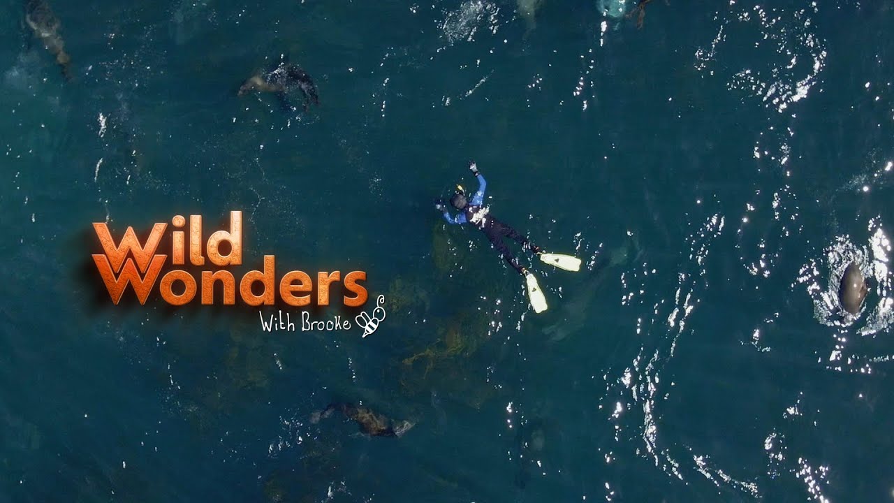 Brooke Carter Swims With Seals | Wild Wonders with Brooke | EarthX ...