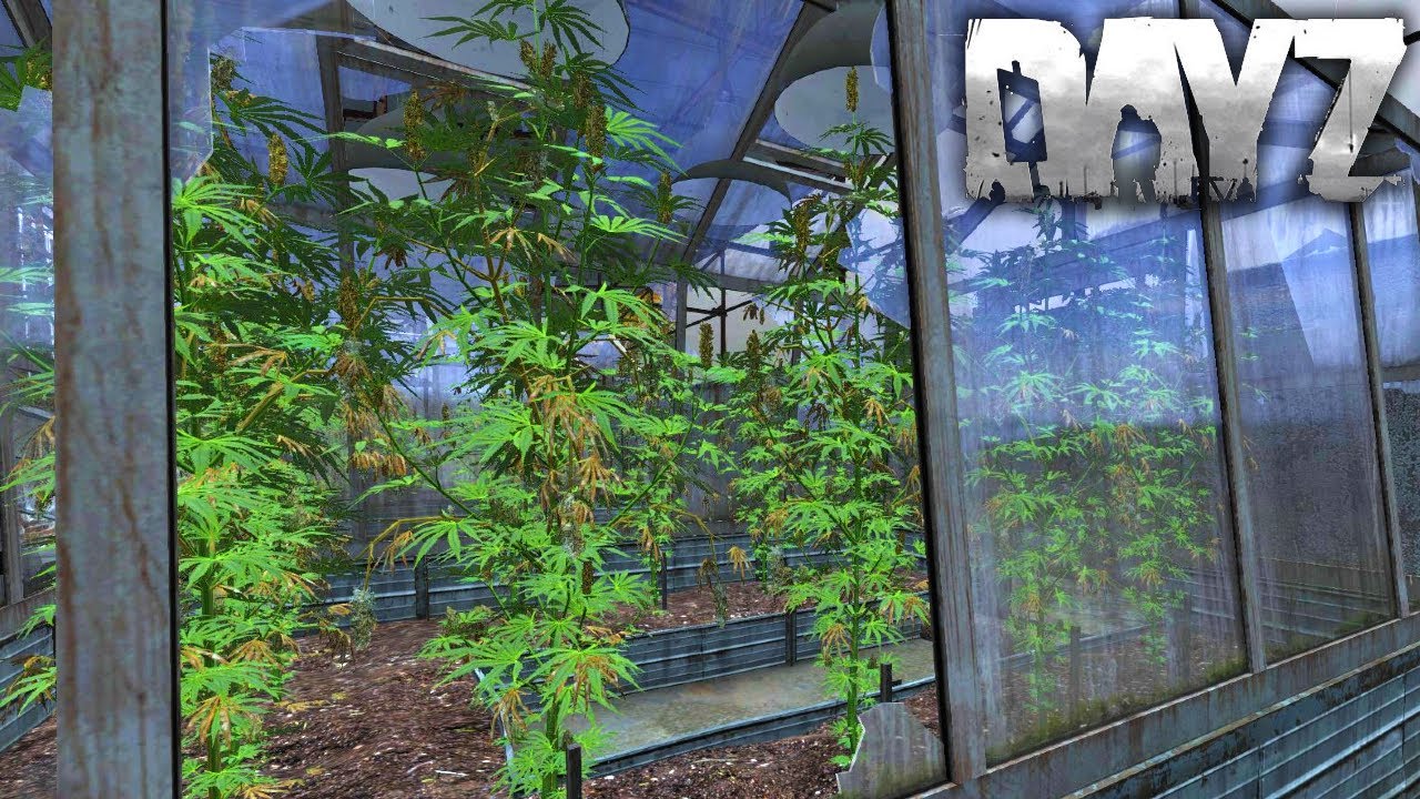 🔴[170/175] starting the weed farm p2 |DayZ|modded| - YouTube