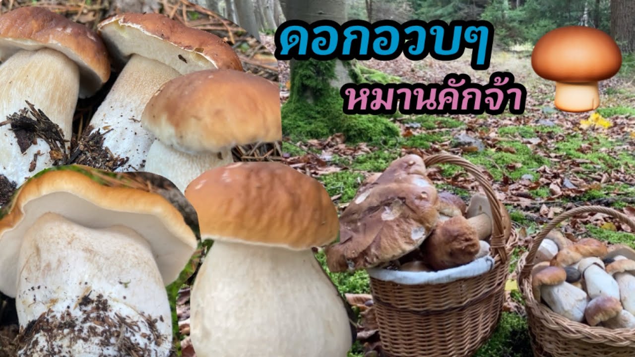 #ชีวิตในต่างแดน # เก็บเห็ดหมานๆเลยจ้า ทั้งลมทั้งฝน แต่กะหมานคือเก่าจ้า🍄 ...