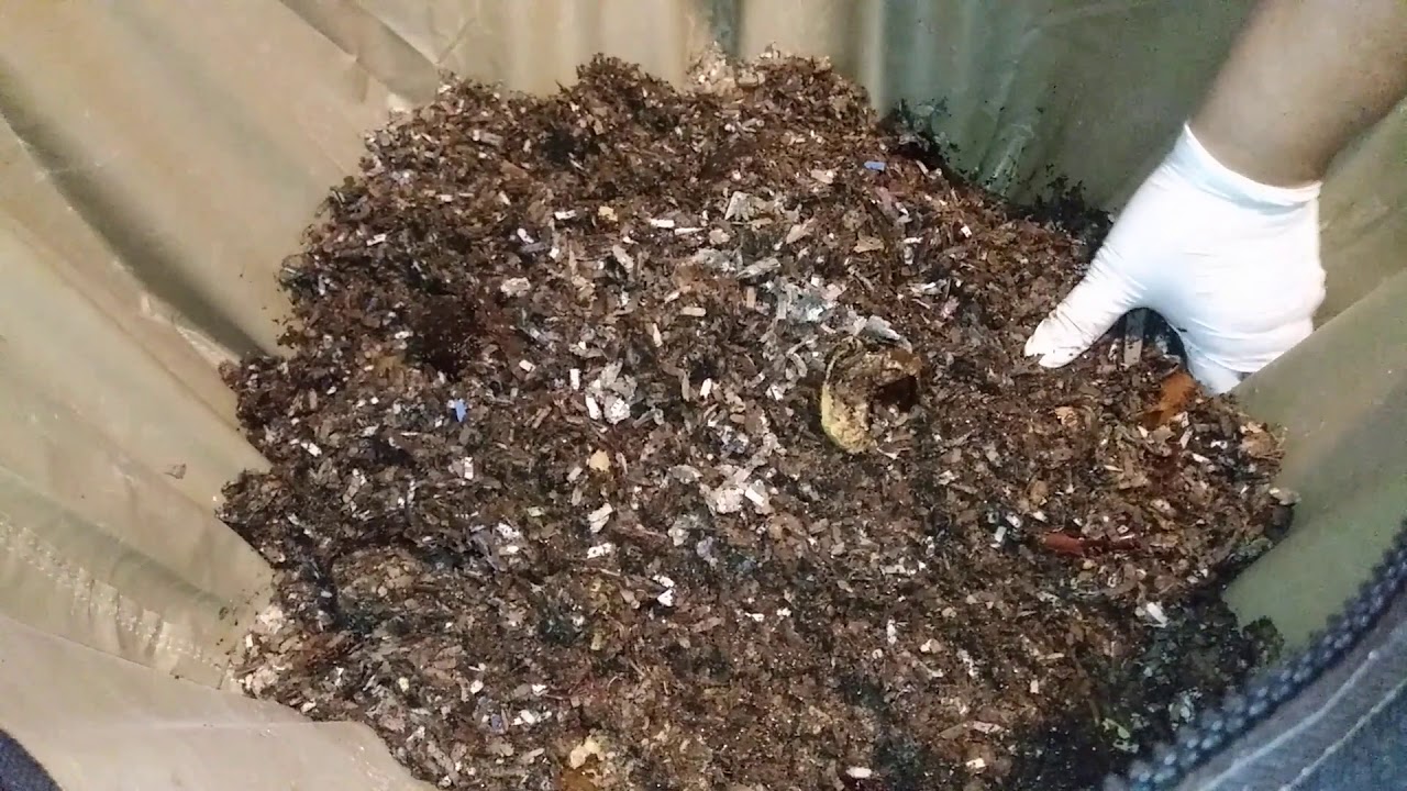 Blue Worms Compost Update - Perionyx Excavatus - Urban Worm Bag v2 - Ep ...