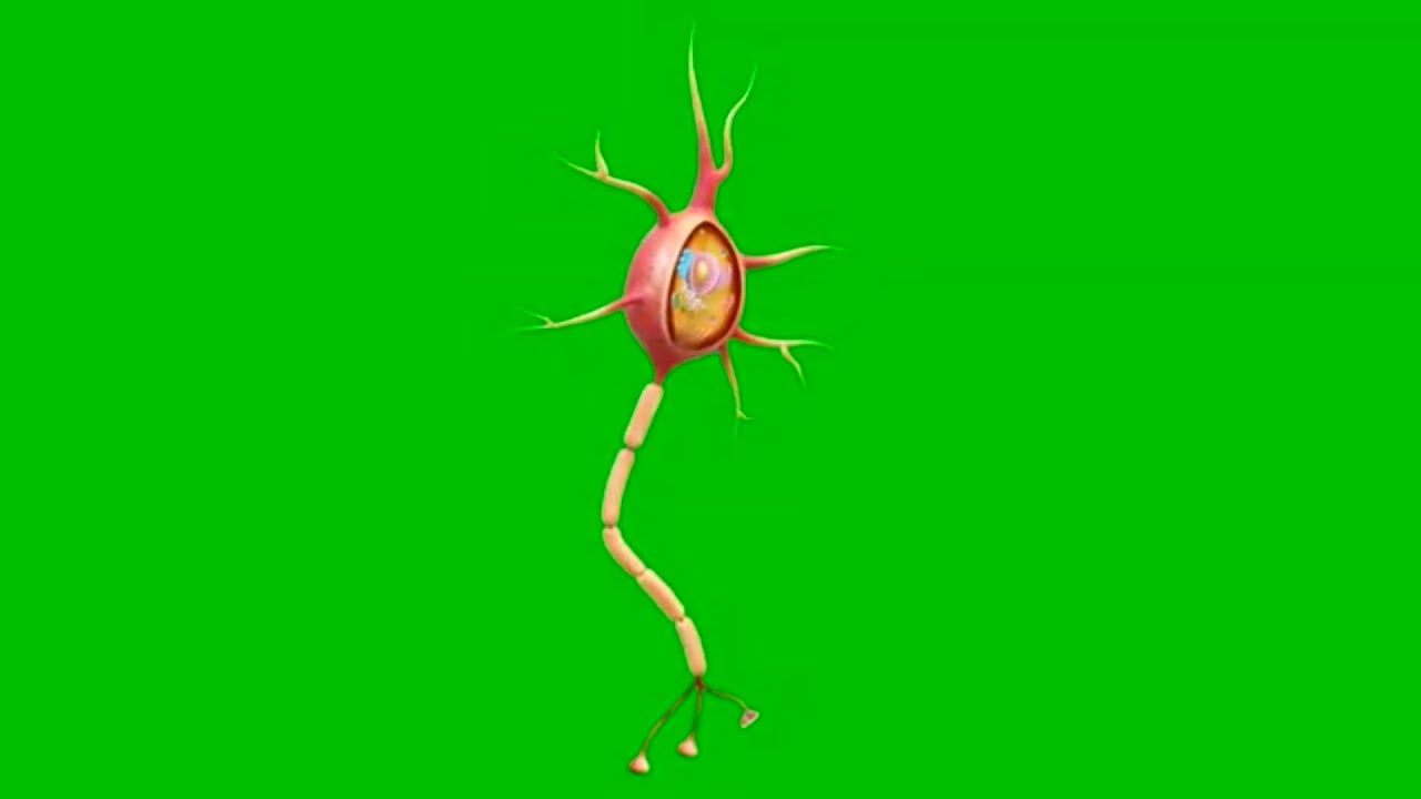 Animated 3D Neuron-Free Green Screen - YouTube