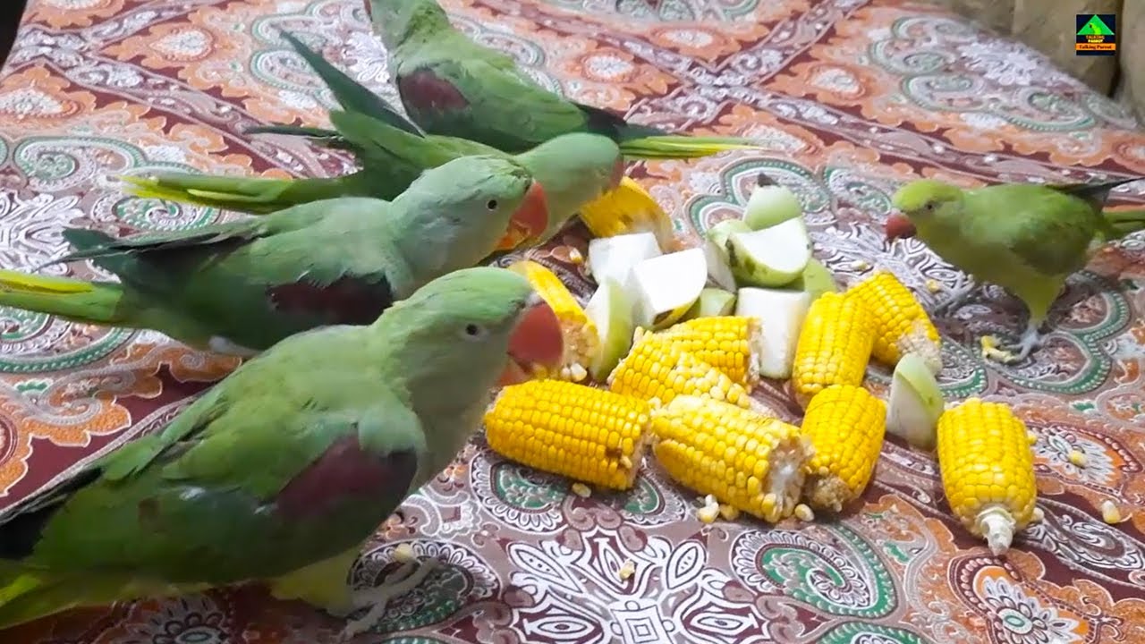 Talking Parrots Eating Corn | Green Parrots Eating Corn On Room Charpai ...