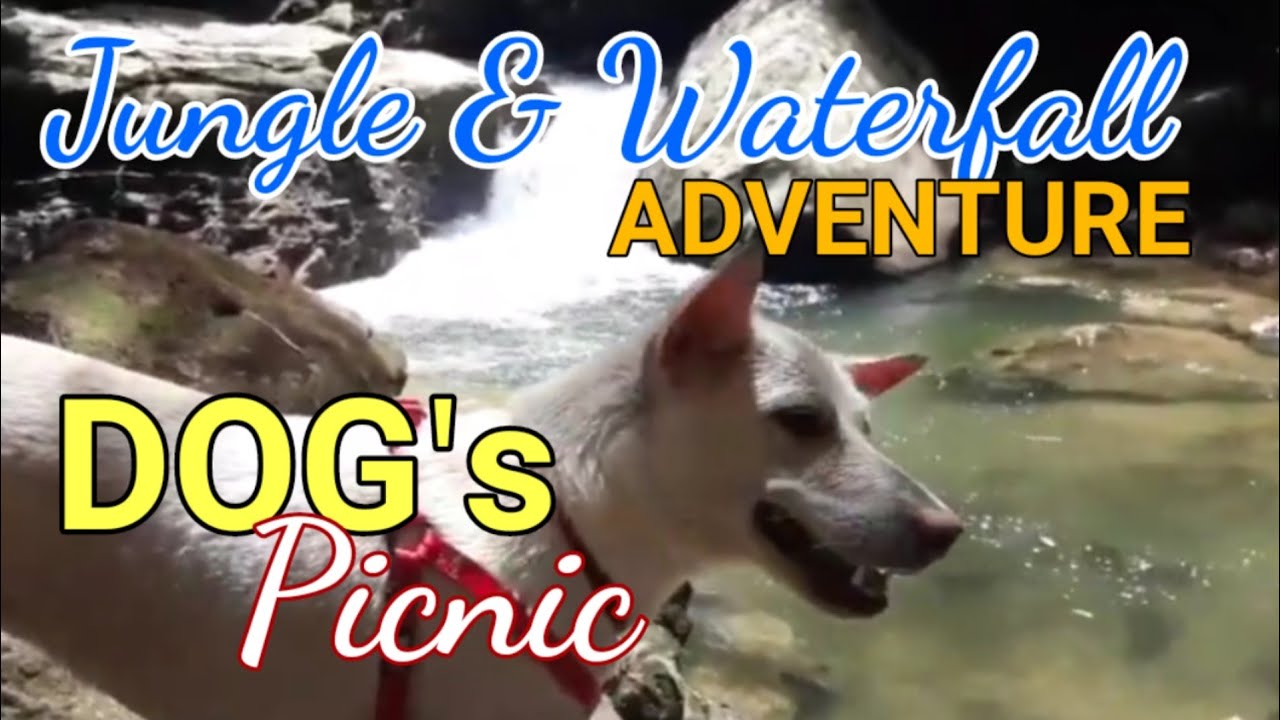 Dog's Picnic, Jungle & Waterfall Adventure.(Animals video) - YouTube