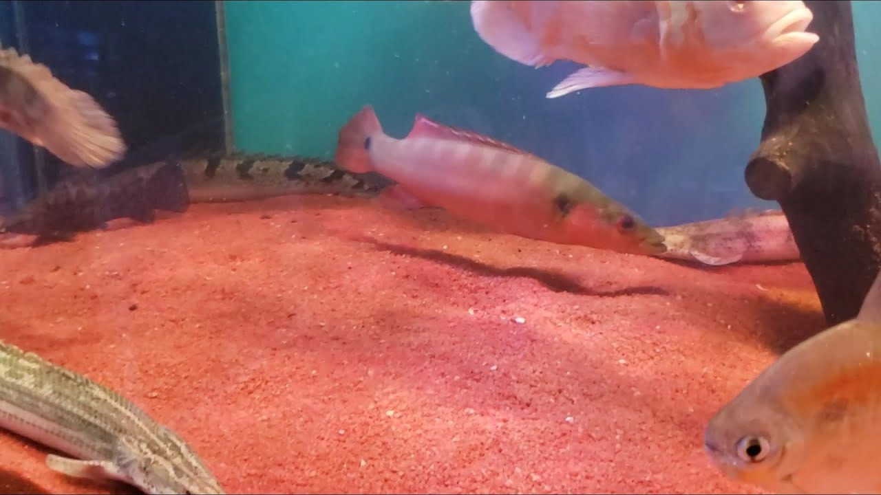 o jacunda red finalmente chegou 🙌😍 - YouTube