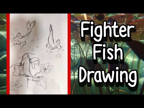 Fighter Fish Drawing | How to draw fighter Fish | Beginners tutorial ...