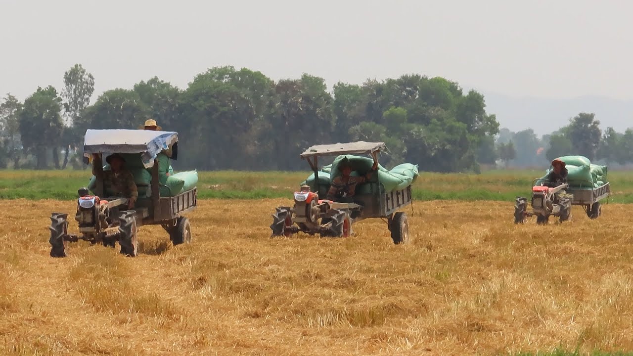 Small miniature tractor in farming | Agriculture tractor transport rice ...