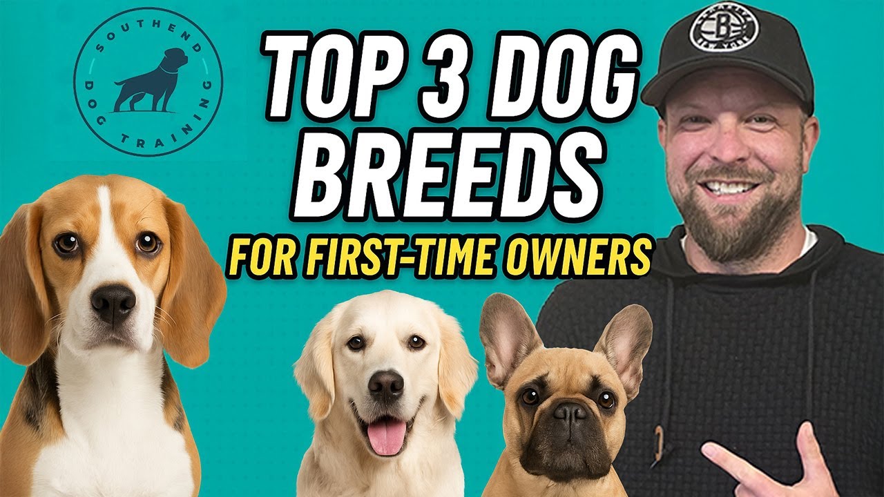 Top 3 Dog Breeds For First Time Dog Owners - YouTube