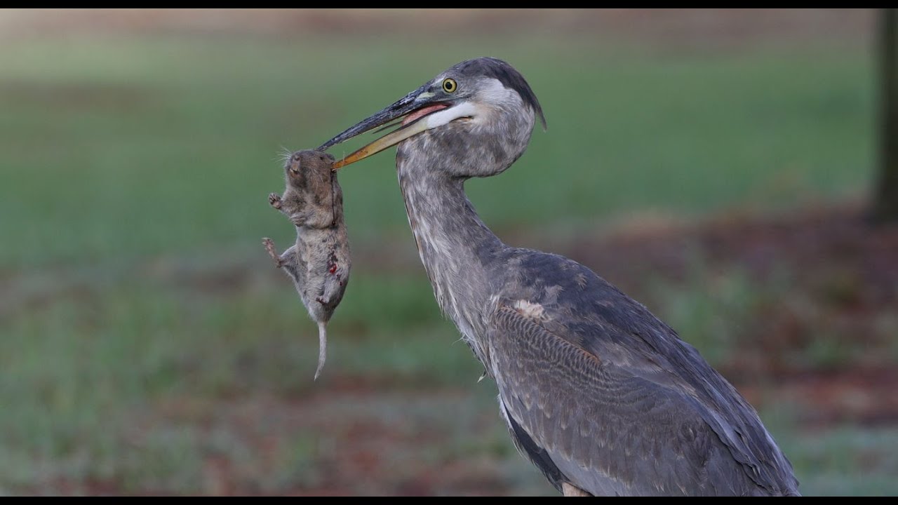 Heron hunting gophers with high resolution close ups - YouTube