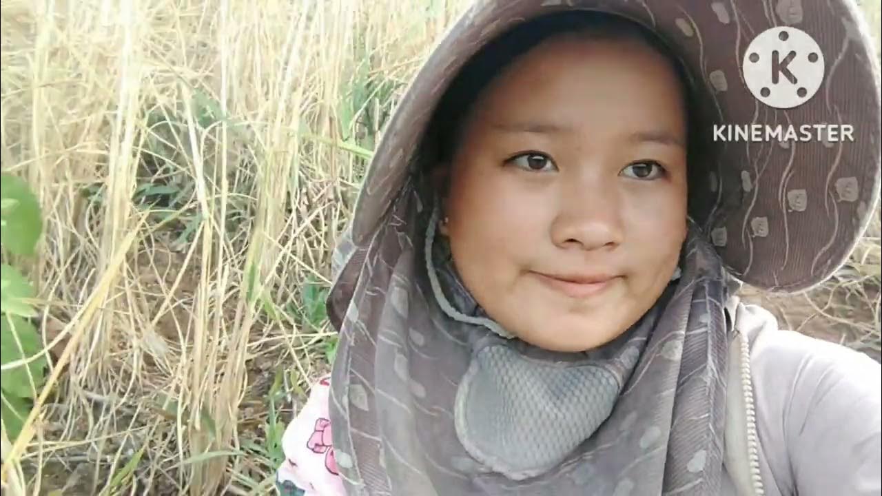 hnub no hlais nplej nawb - YouTube