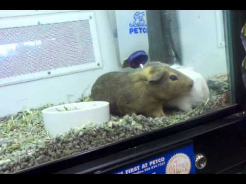 Bully hamster - YouTube