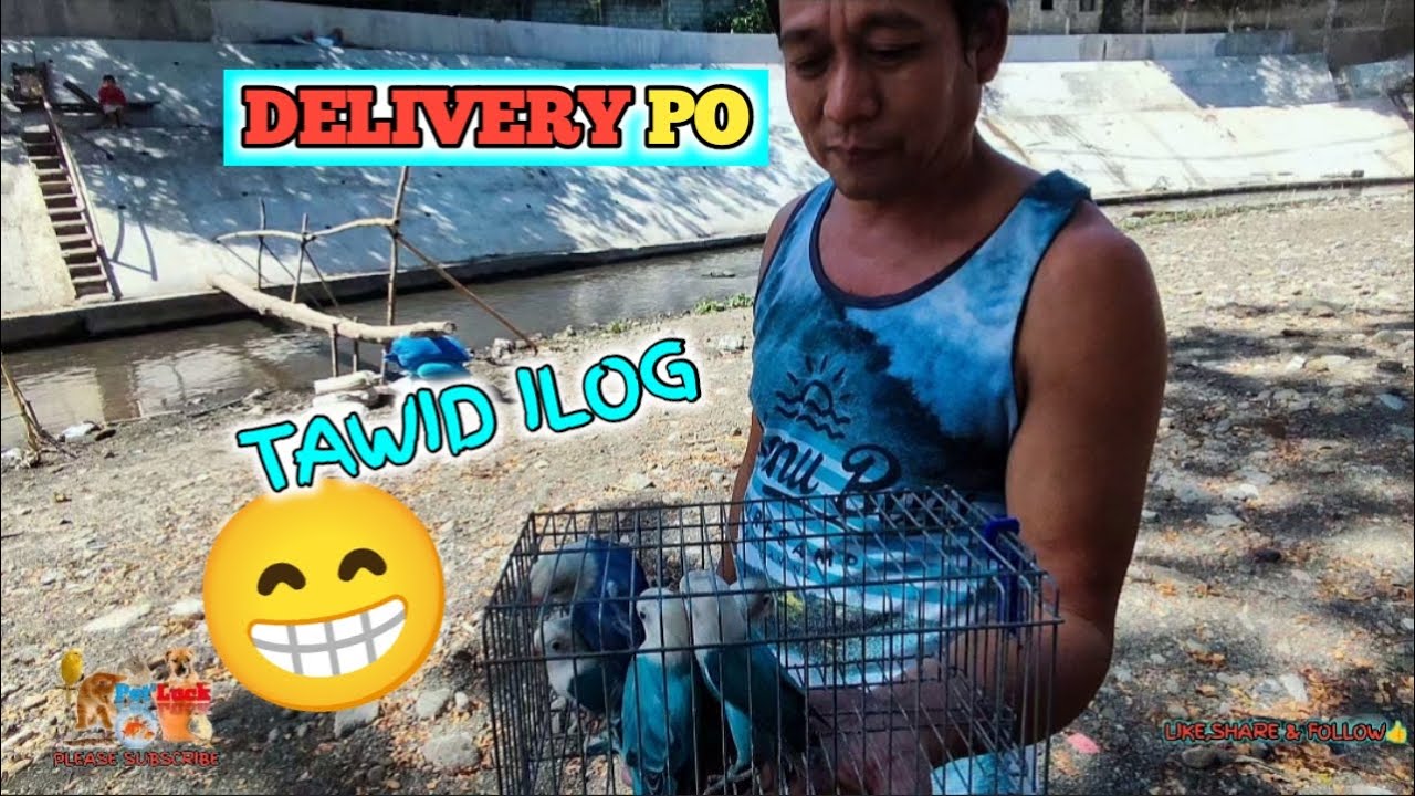 LOVEBIRDS PASABAY DELIVERY NI PETLUCK - YouTube