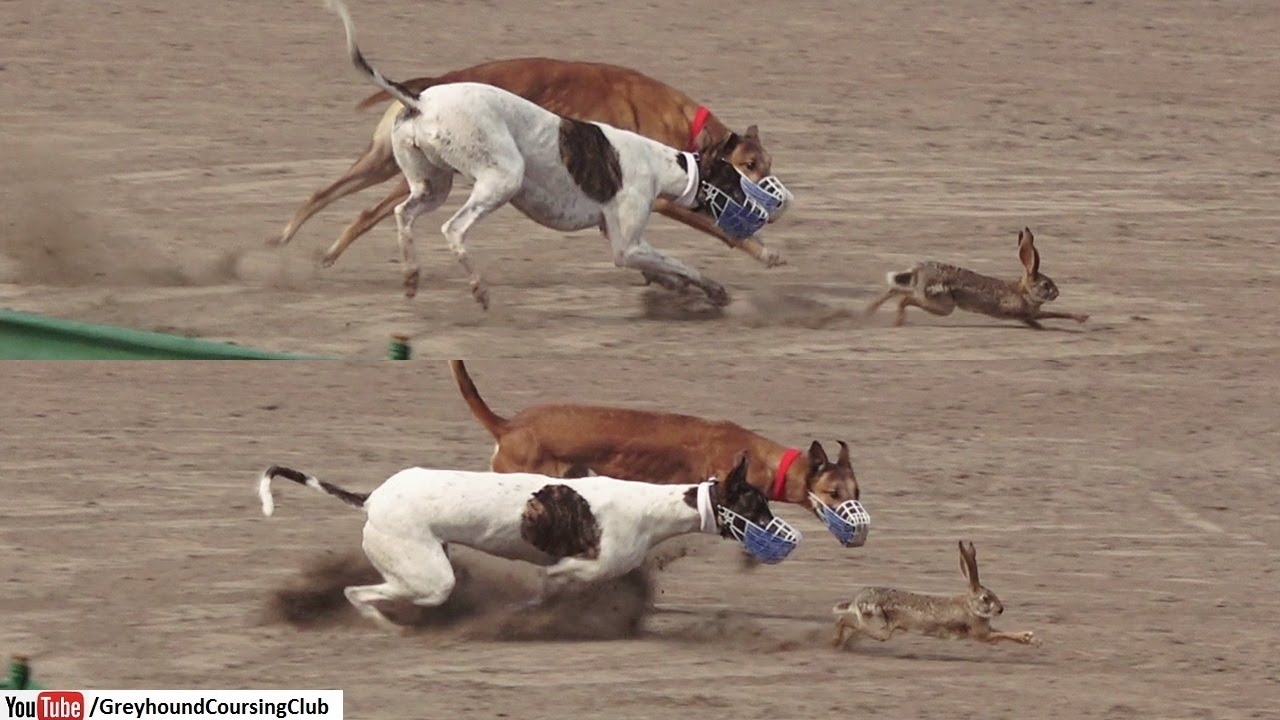 rabbit against two greyhounds - YouTube