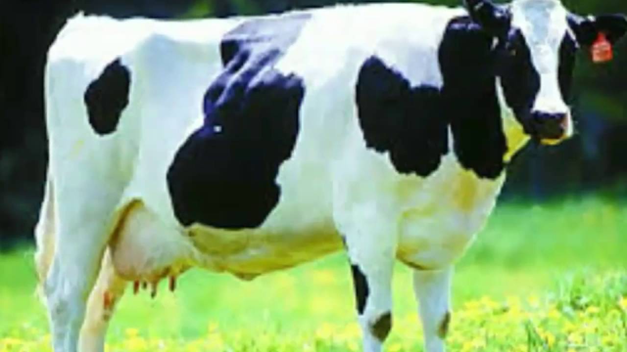 Vida de um cracudo... - YouTube