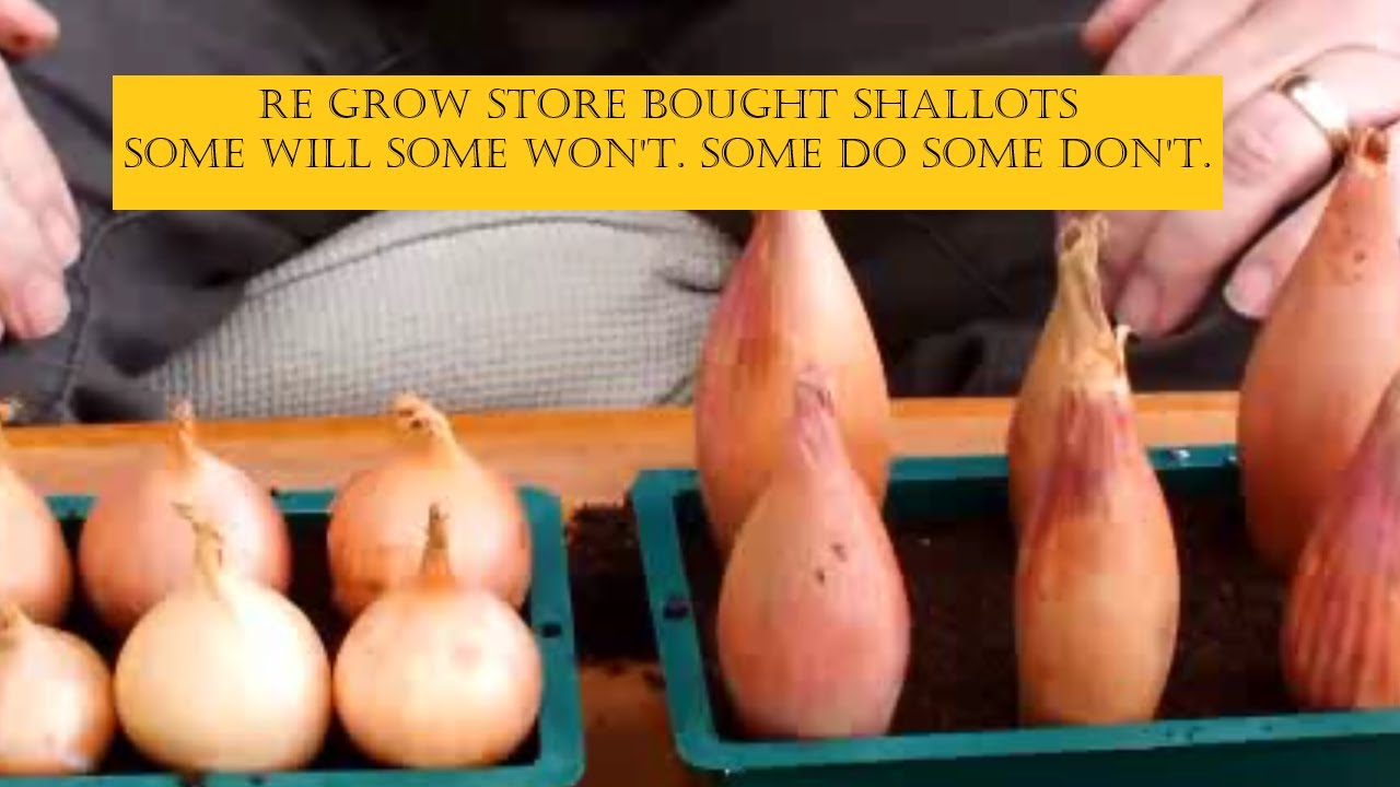 Regrow store bought shallots Some will some won't some do some don't An ...