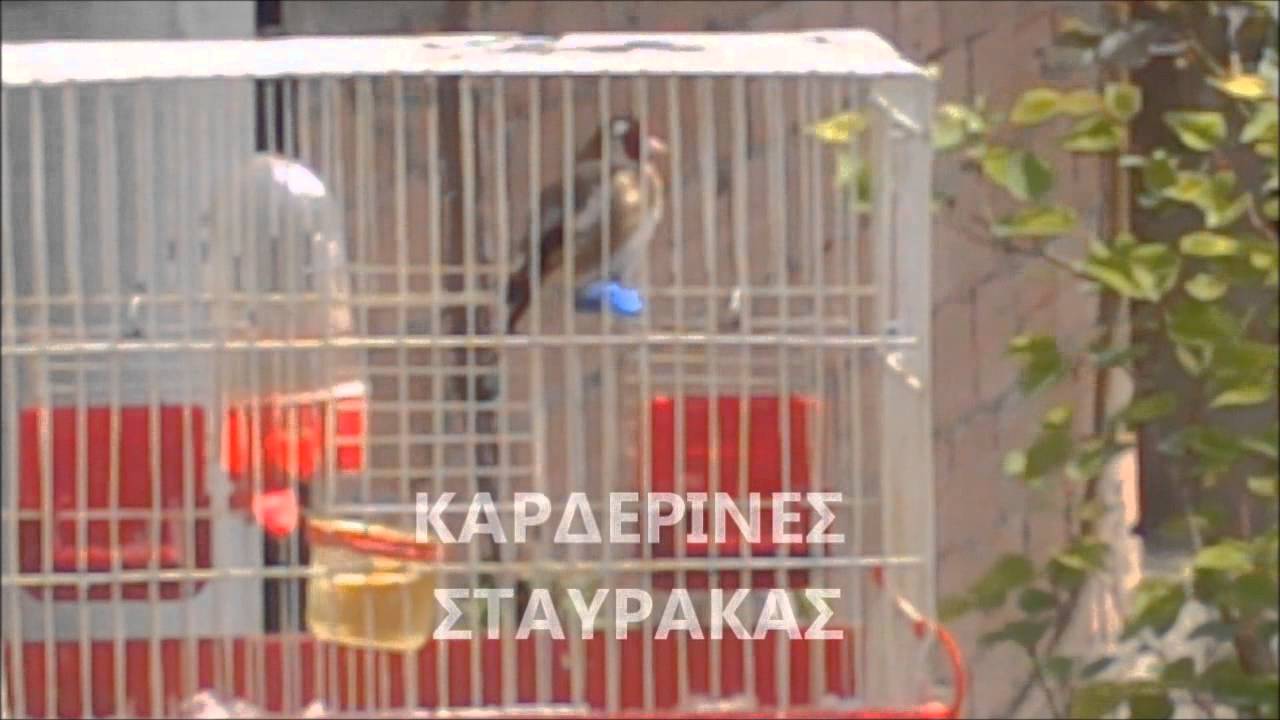 ΚΑΡΔΕΡΙΝΟΚΑΝΑΡΑ-ΚΑΡΔΕΡΙΝΕΣ-ΖΕΥΓΑΡΙΑ - YouTube
