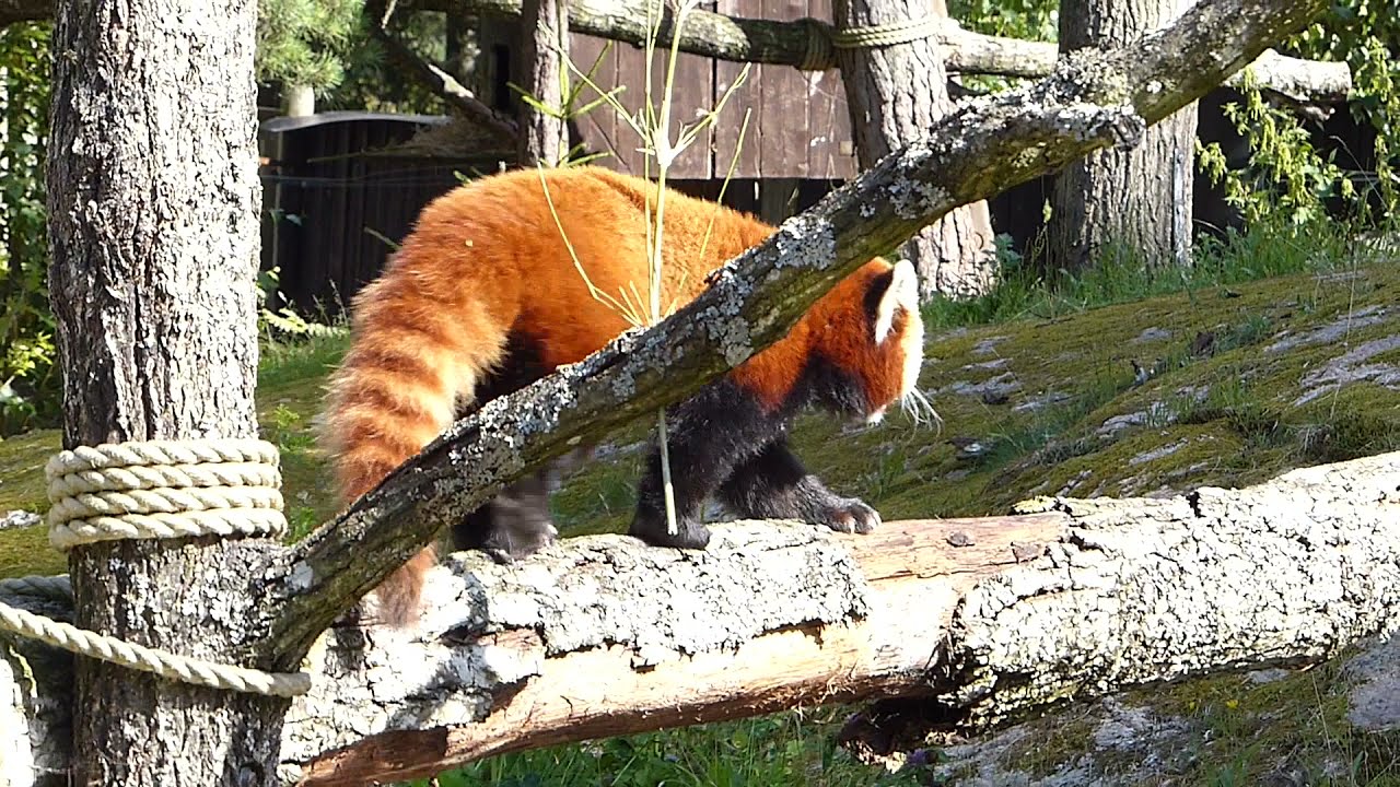 Röd panda på Kolmårdens djurpark. Kattbjörn. Mindre panda. Red Panda at ...