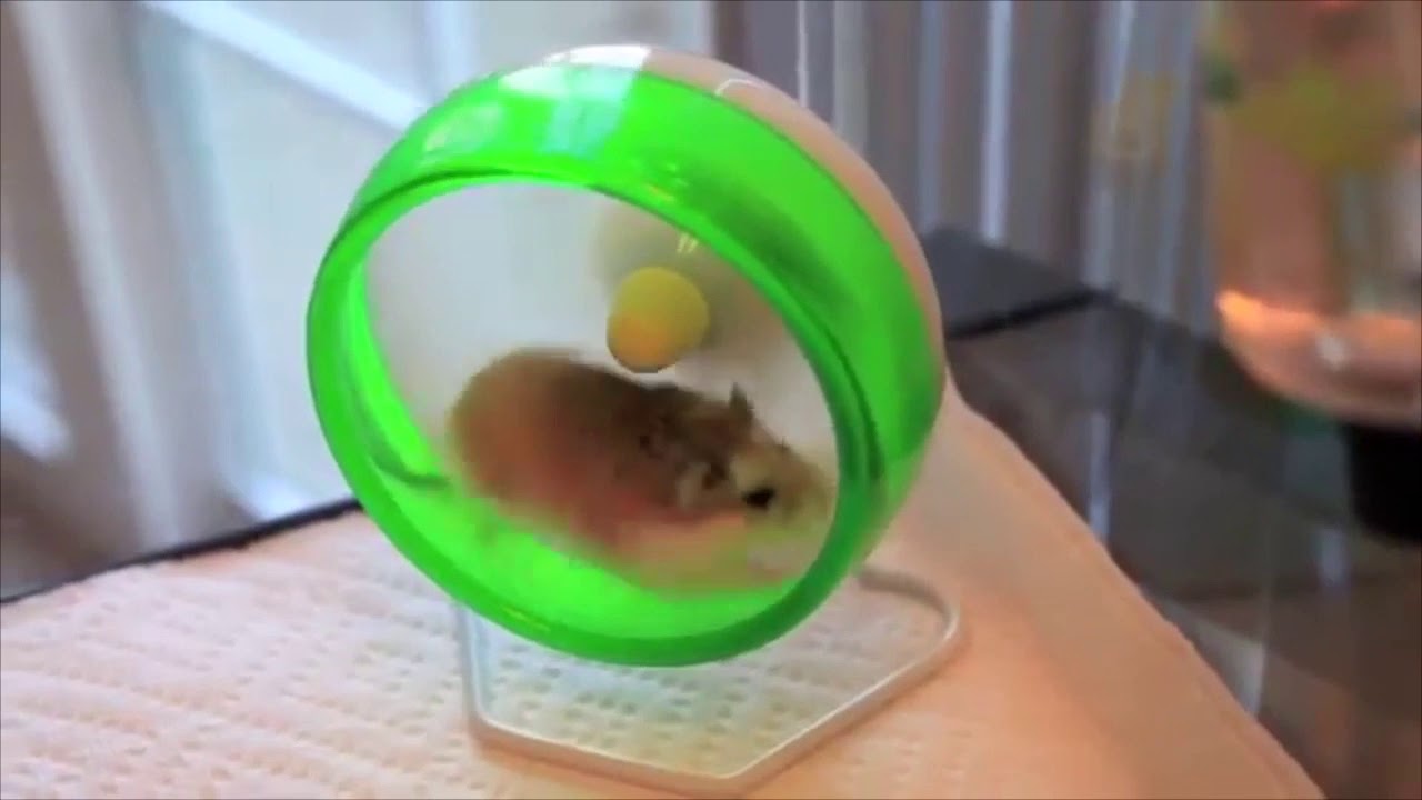 Hamster wheel of death - YouTube