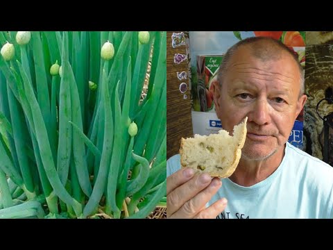Хлеб 🍞 и лук-батун. Его луковая 🌱 стрелка заменяет маслины и 🥑 оливки ...