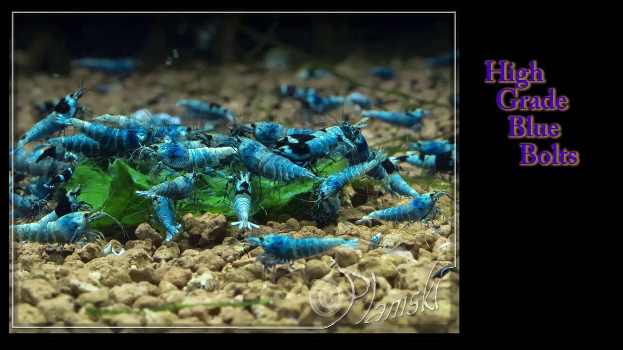 Blue Bolts High Grade - YouTube